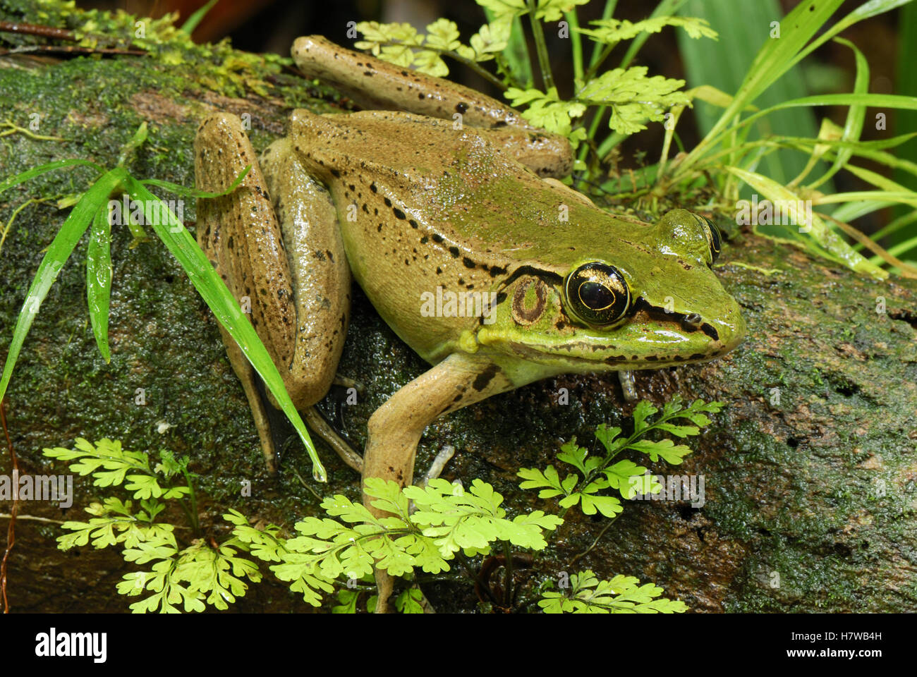 Vaillant's Frog (Rana vaillanti), Colombia Stock Photo - Alamy