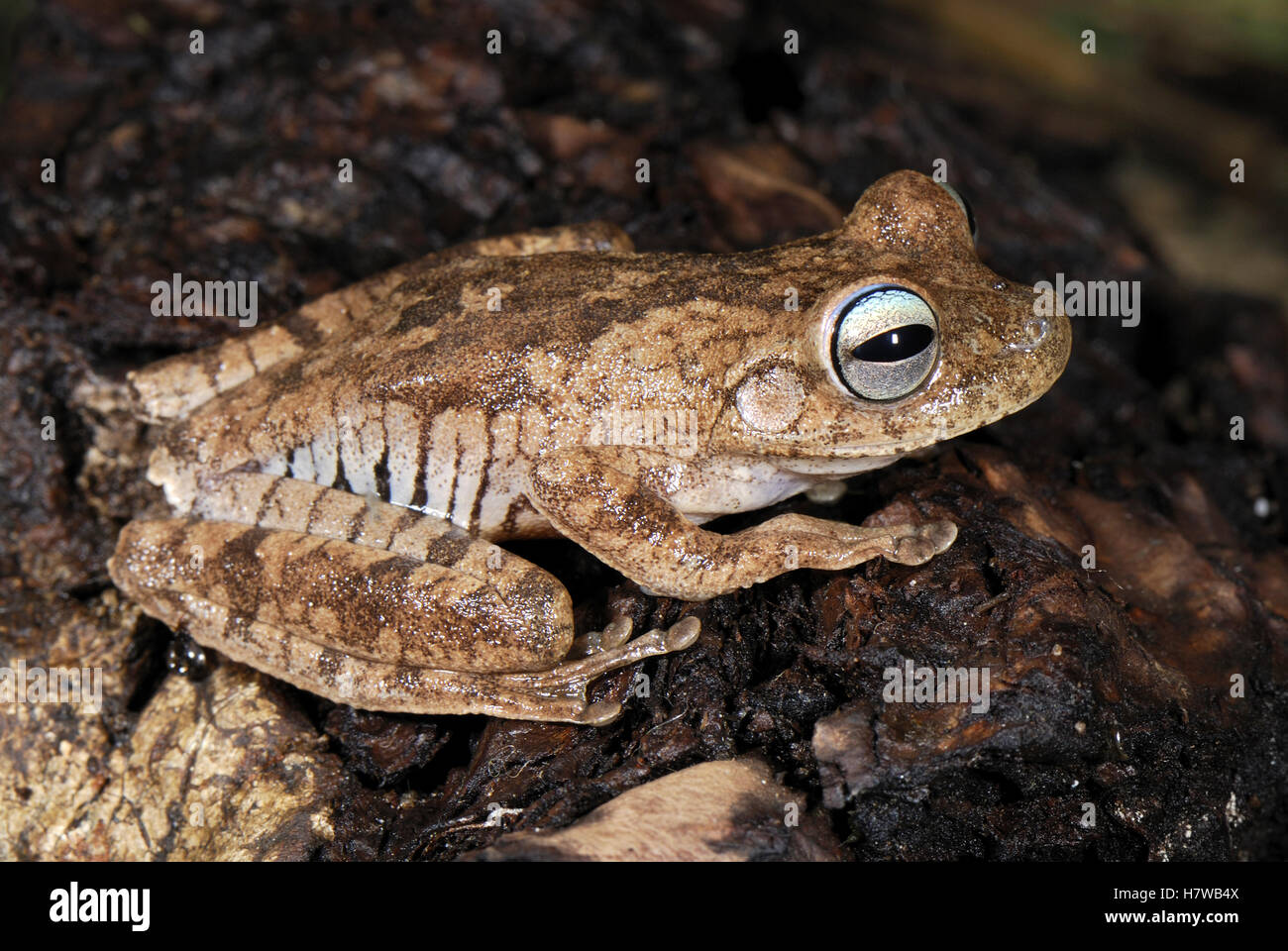 Emerald-eyed Treefrog (Hypsiboas crepitans), Colombia Stock Photo - Alamy