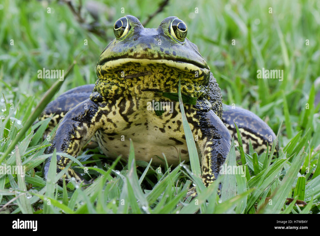American Bullfrog (Rana catesbeiana), Reserva Natural Laguna de Sonso ...
