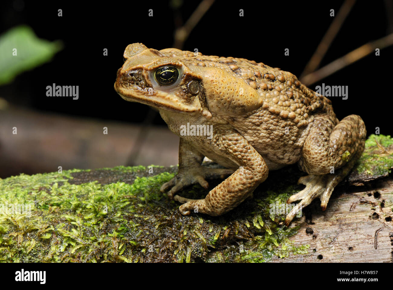 Cane Toad (Bufo marinus) the large swollen parotid glands behind the ...