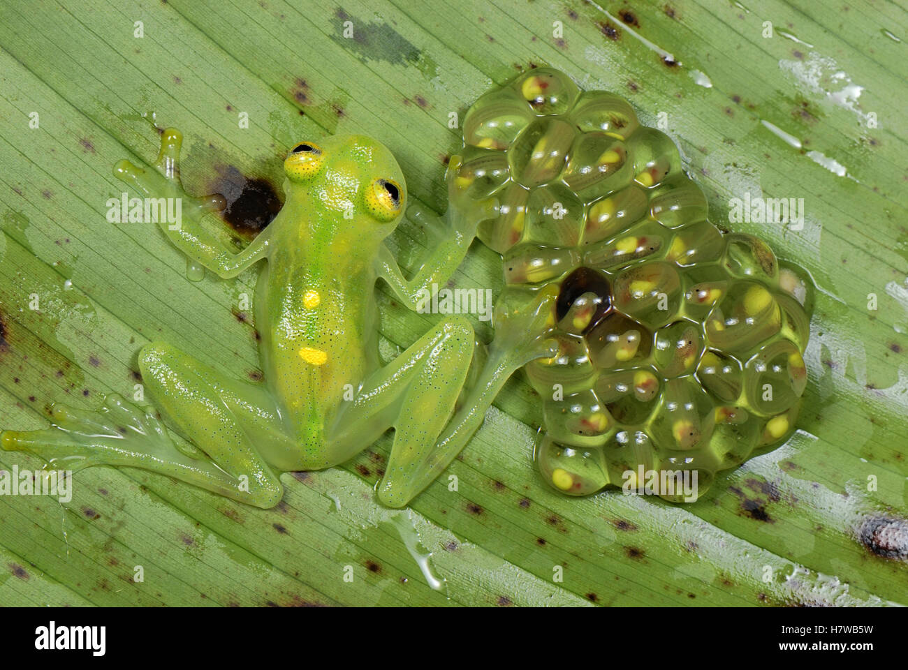 Northern Glassfrog (Hyalinobatrachium fleischmanni) female with her ...