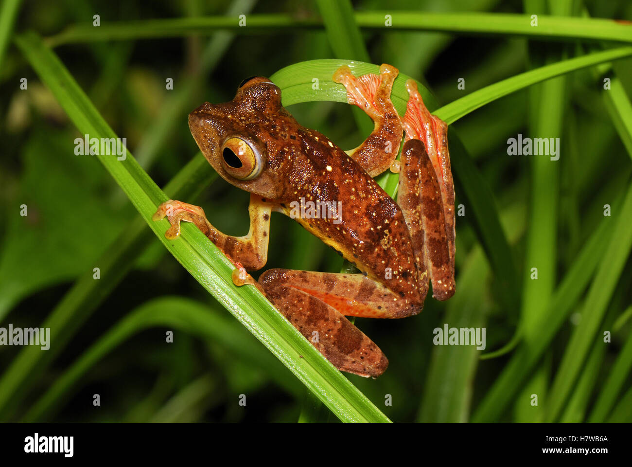 Harlequin Flying Tree Frog (Rhacophorus pardalis) on blades of grass ...