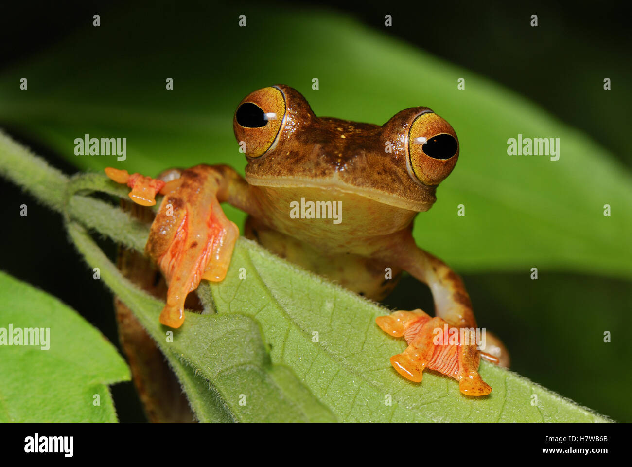 Harlequin Flying Tree Frog (Rhacophorus pardalis), Danum Valley ...