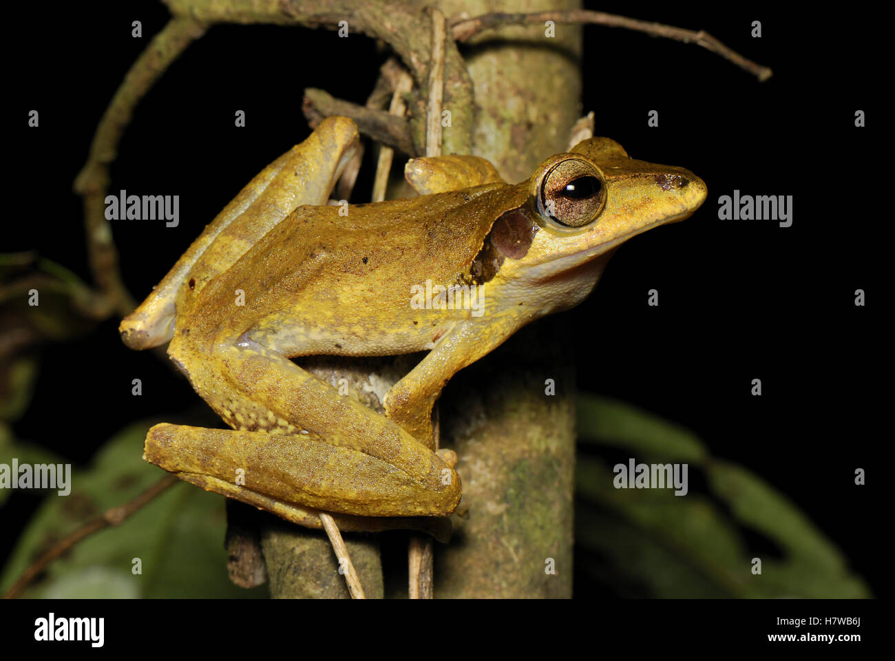 Dark-eared Tree Frog (Polypedates macrotis), Danum Valley Conservation ...