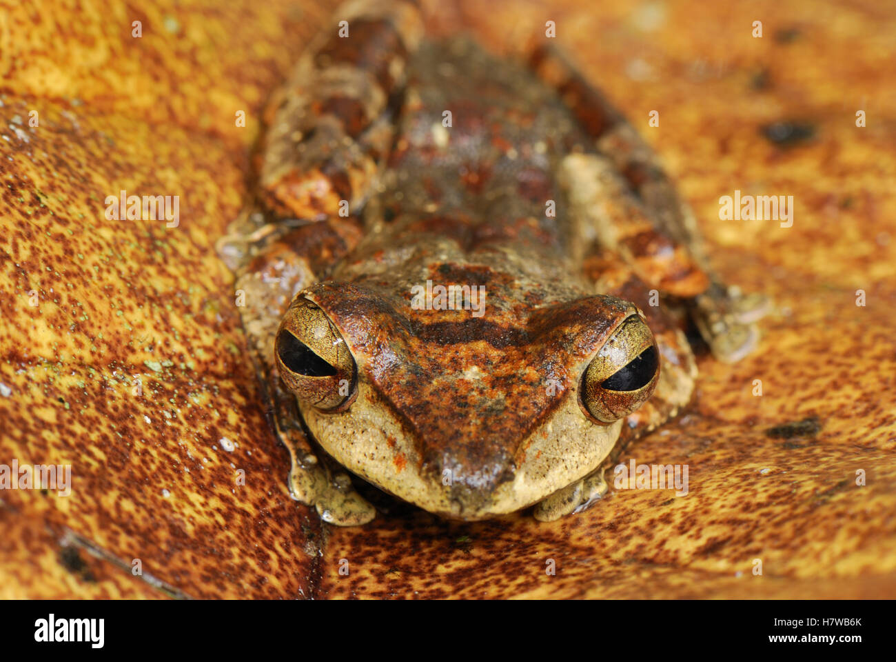 Asian Tree Frog, Danum Valley Conservation Area, Malaysia Stock Photo ...
