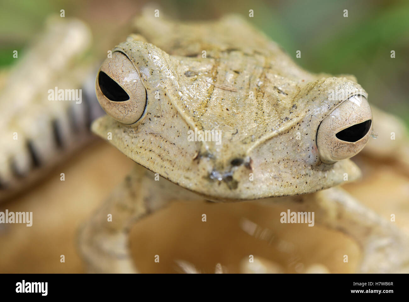 Bornean Eared Frog (Polypedates otilophus), Danum Valley Conservation ...