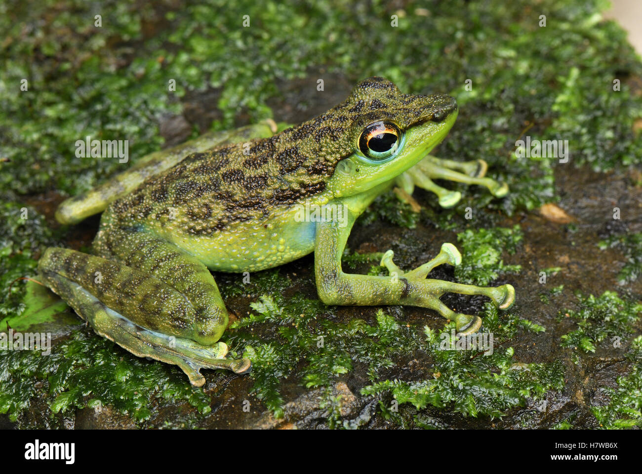 Mindanao Splash Frog (Staurois natator), Danum Valley Conservation Area ...