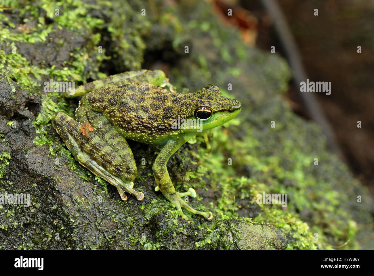 Mindanao Splash Frog (Staurois natator) camouflaged against mossy rocks ...