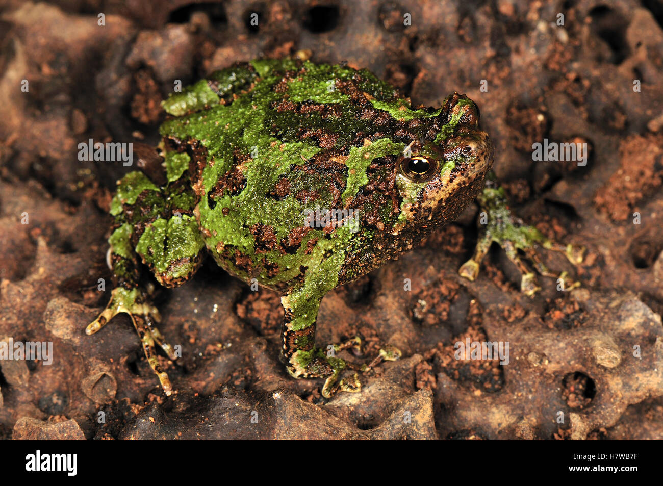 Green Burrowing Frog (Scaphiophryne marmorata), Andasibe-Mantadia ...