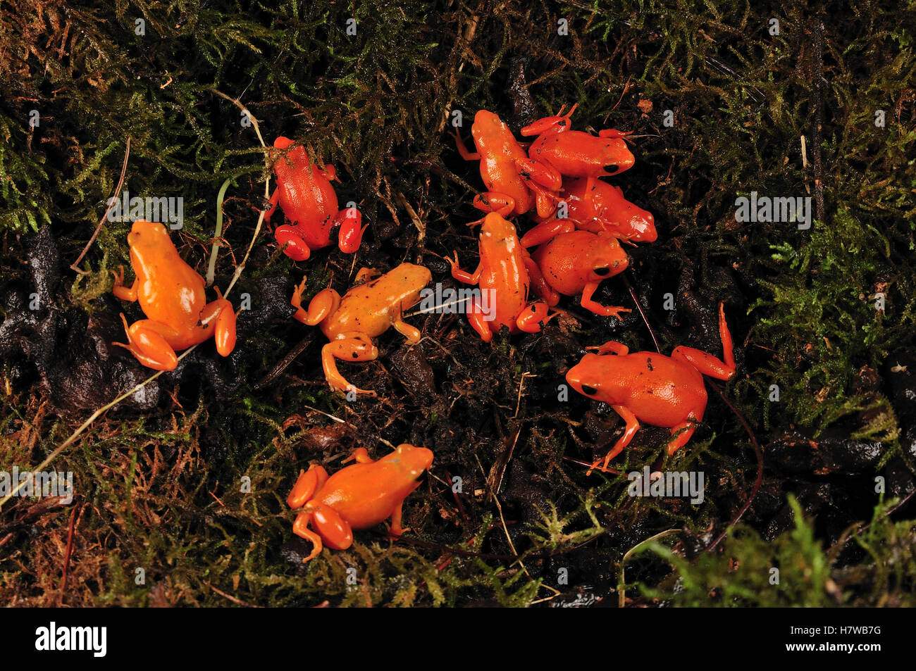 Golden Mantella (Mantella aurantiaca) frog group, Andasibe-Mantadia ...