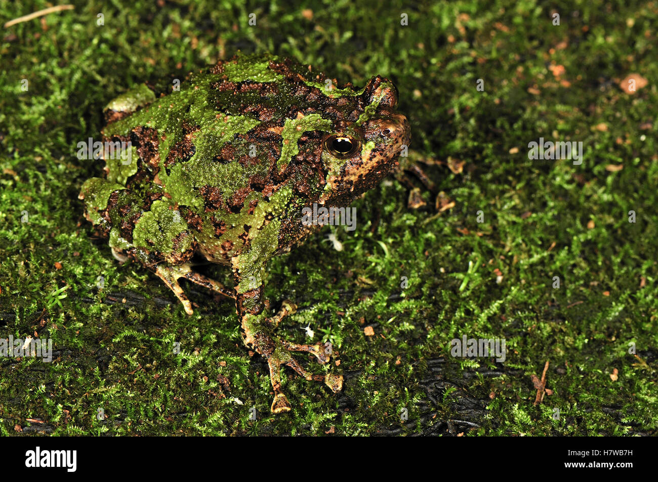 Green Burrowing Frog (Scaphiophryne marmorata) camouflaged on moss ...