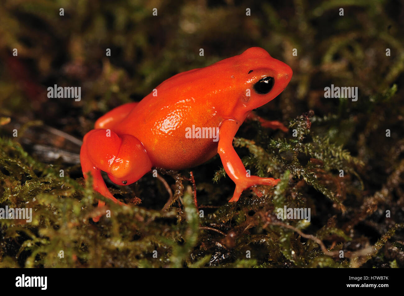 Golden Mantella (Mantella aurantiaca) frog, Andasibe-Mantadia National ...