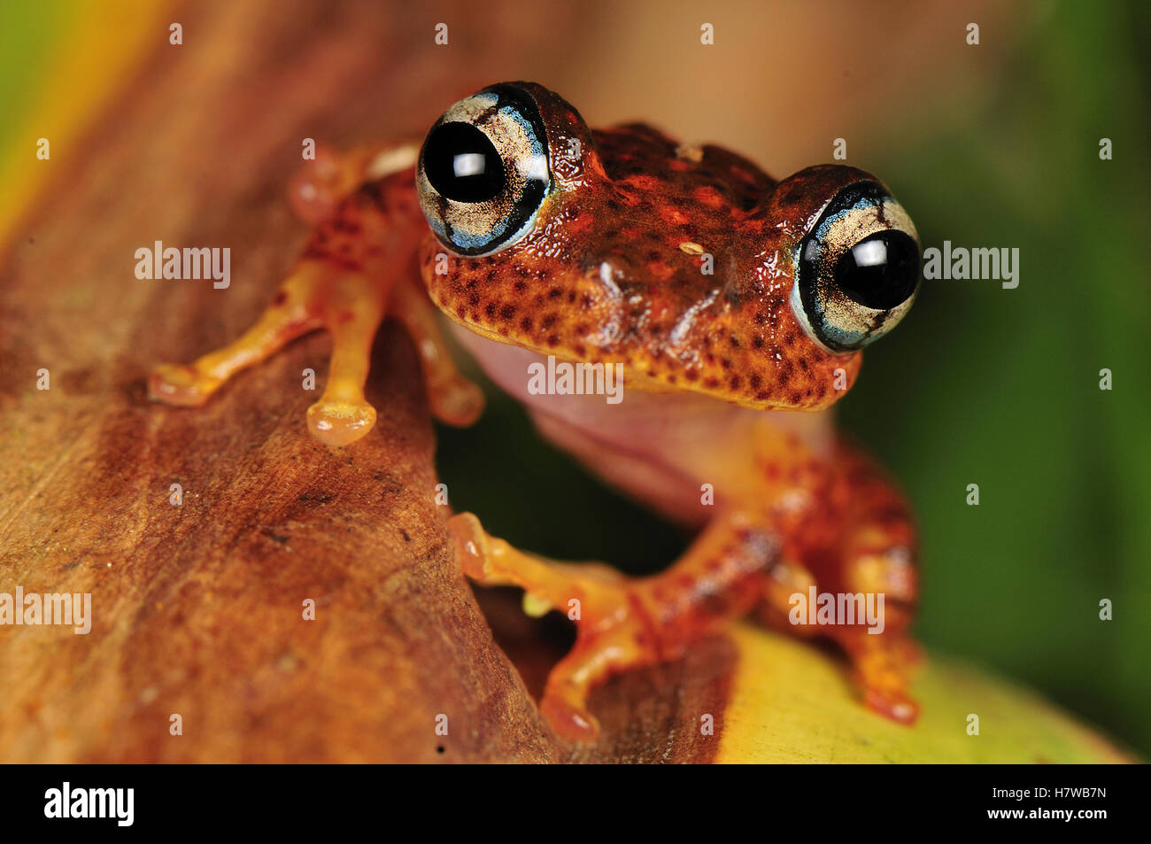Mantellid Frog (Boophis tephraeomystax) portrait, Andasibe-Mantadia ...
