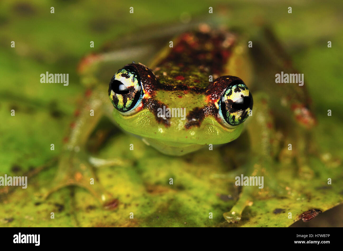Mantellid Frog (Boophis bottae), Andasibe-Mantadia National Park ...