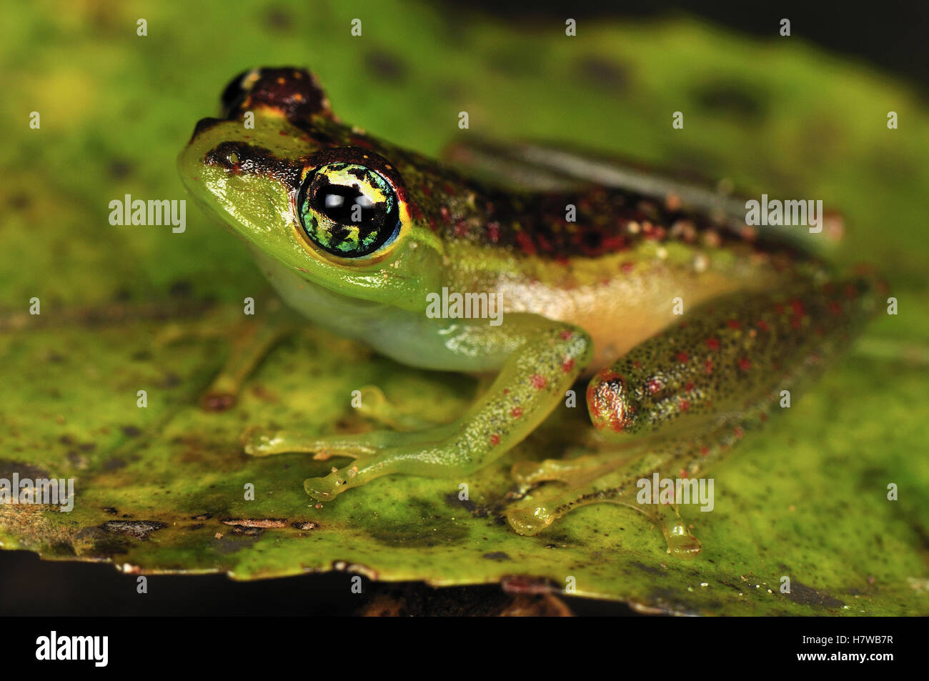 Mantellid Frog (Boophis bottae), Andasibe-Mantadia National Park ...