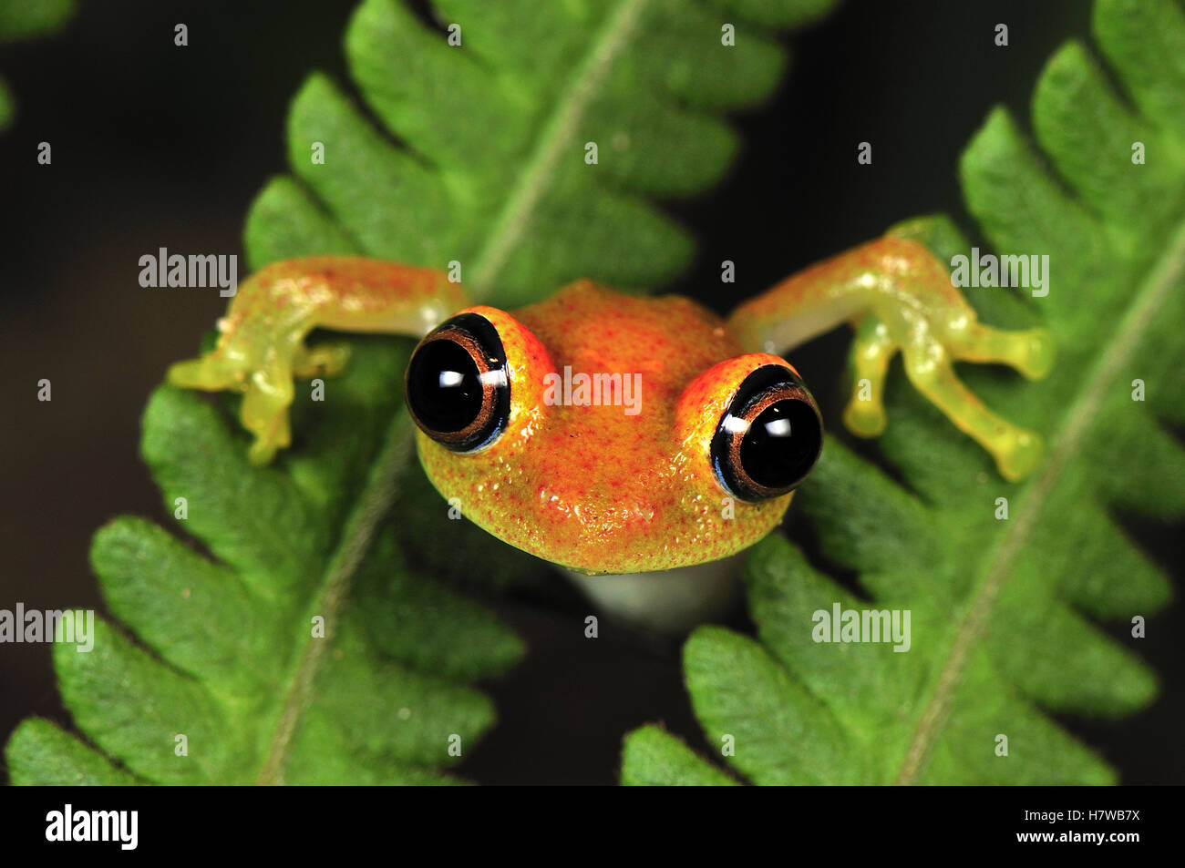 Green Bright-eyed Frog (Boophis viridis) on fern, Andasibe-Mantadia ...