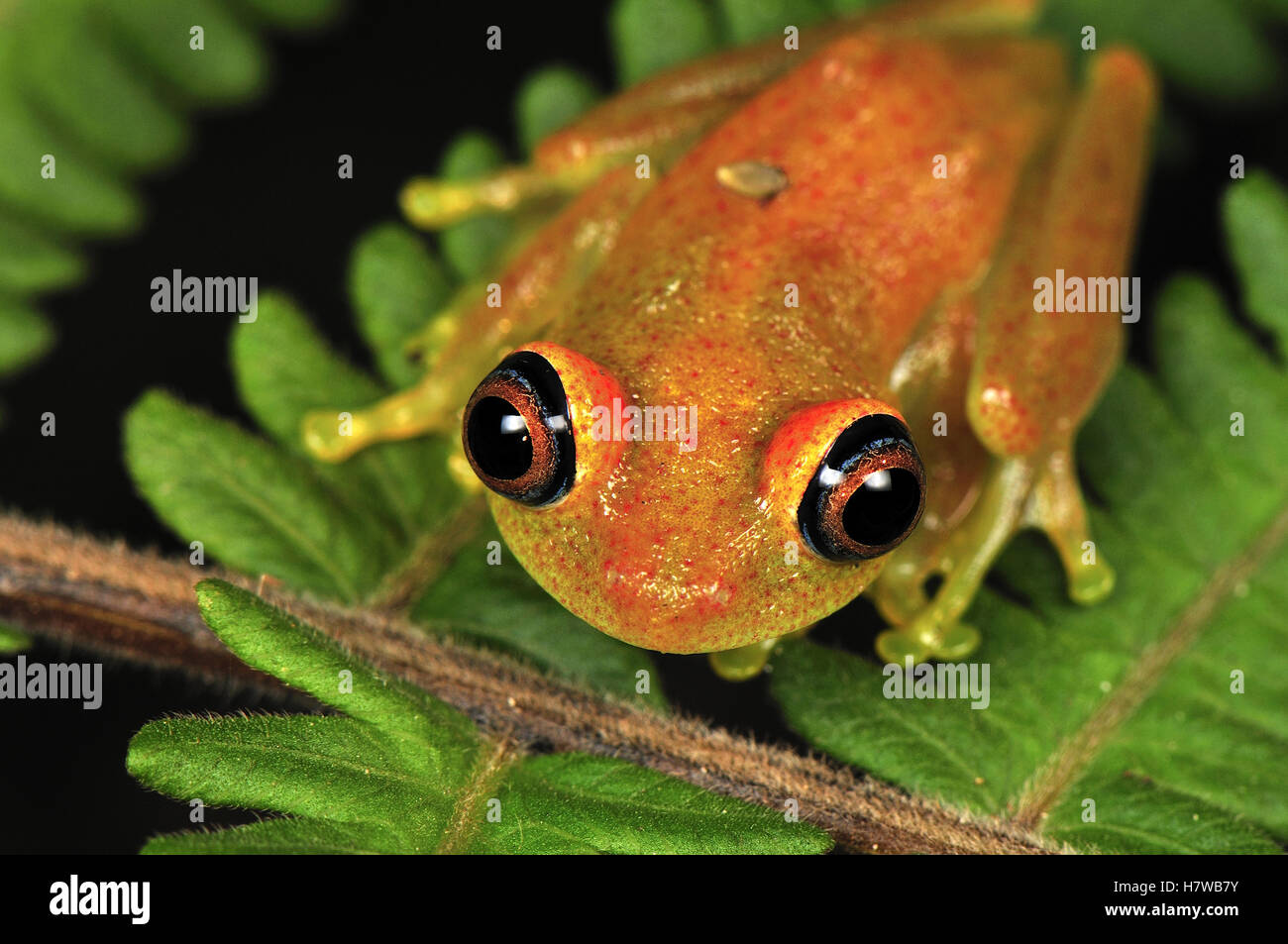 Green Bright-eyed Frog (Boophis viridis) on a fern, Andasibe-Mantadia ...