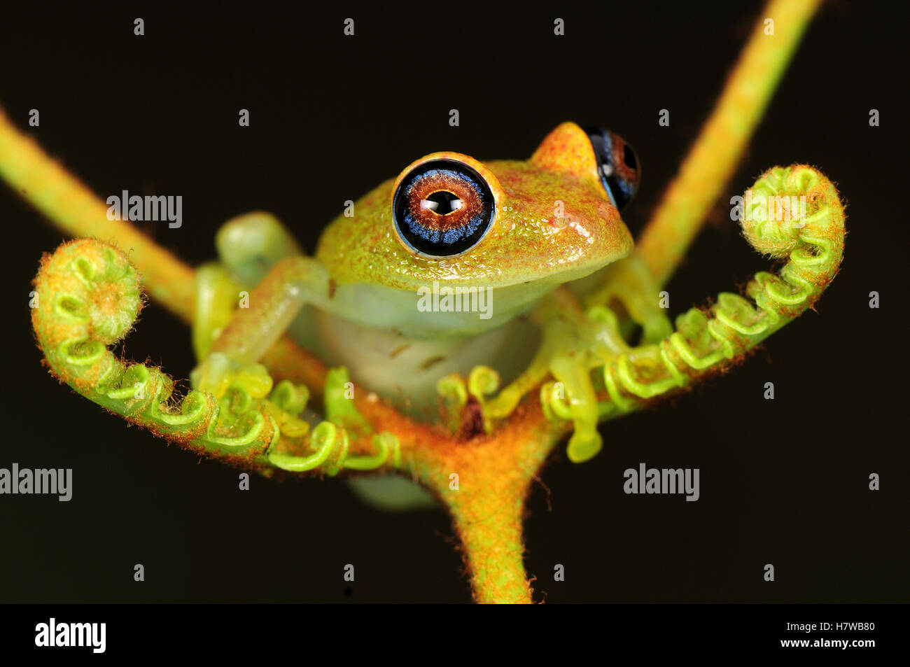 Green Bright-eyed Frog (Boophis viridis) on a fern, Andasibe-Mantadia ...
