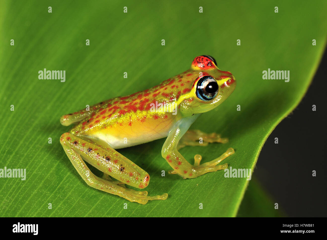 Central Bright-eyed Frog (Boophis rappiodes), Andasibe-Mantadia ...