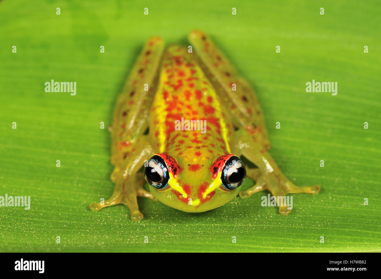 Central Bright-eyed Frog (Boophis rappiodes), Andasibe-Mantadia ...