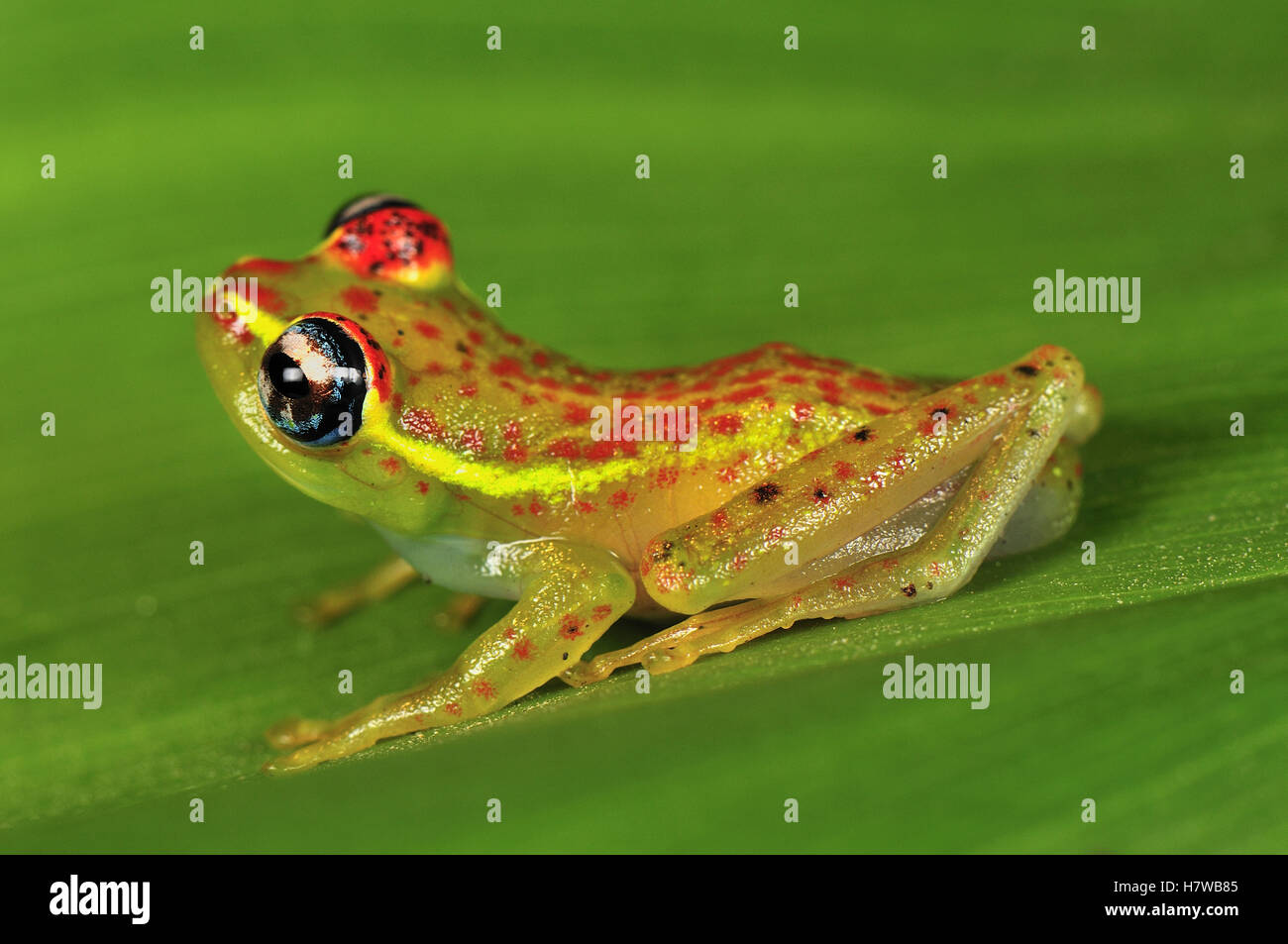 Central Bright-eyed Frog (Boophis rappiodes), Andasibe-Mantadia ...
