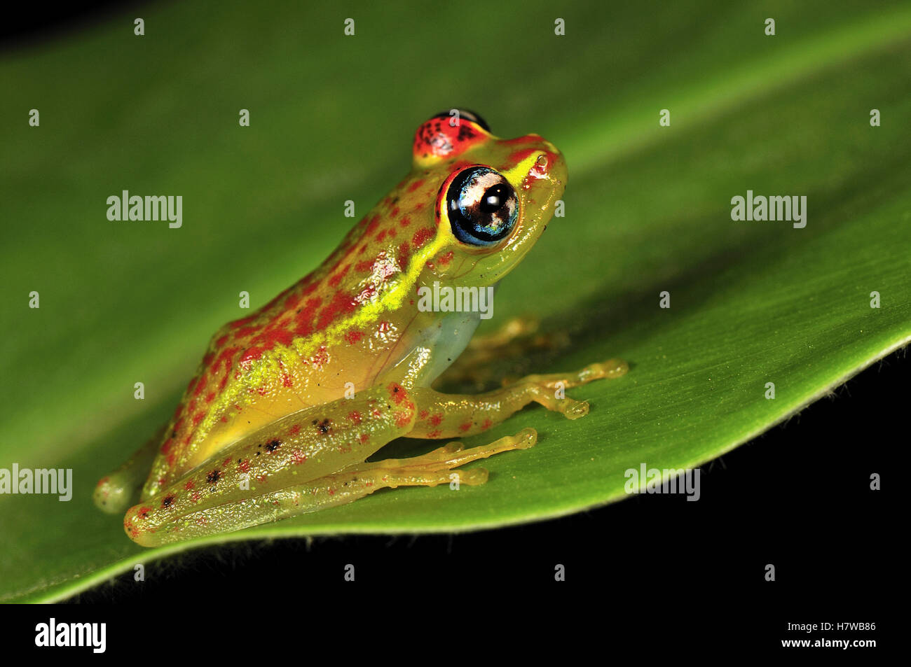 Central Bright-eyed Frog (Boophis rappiodes), Andasibe-Mantadia ...