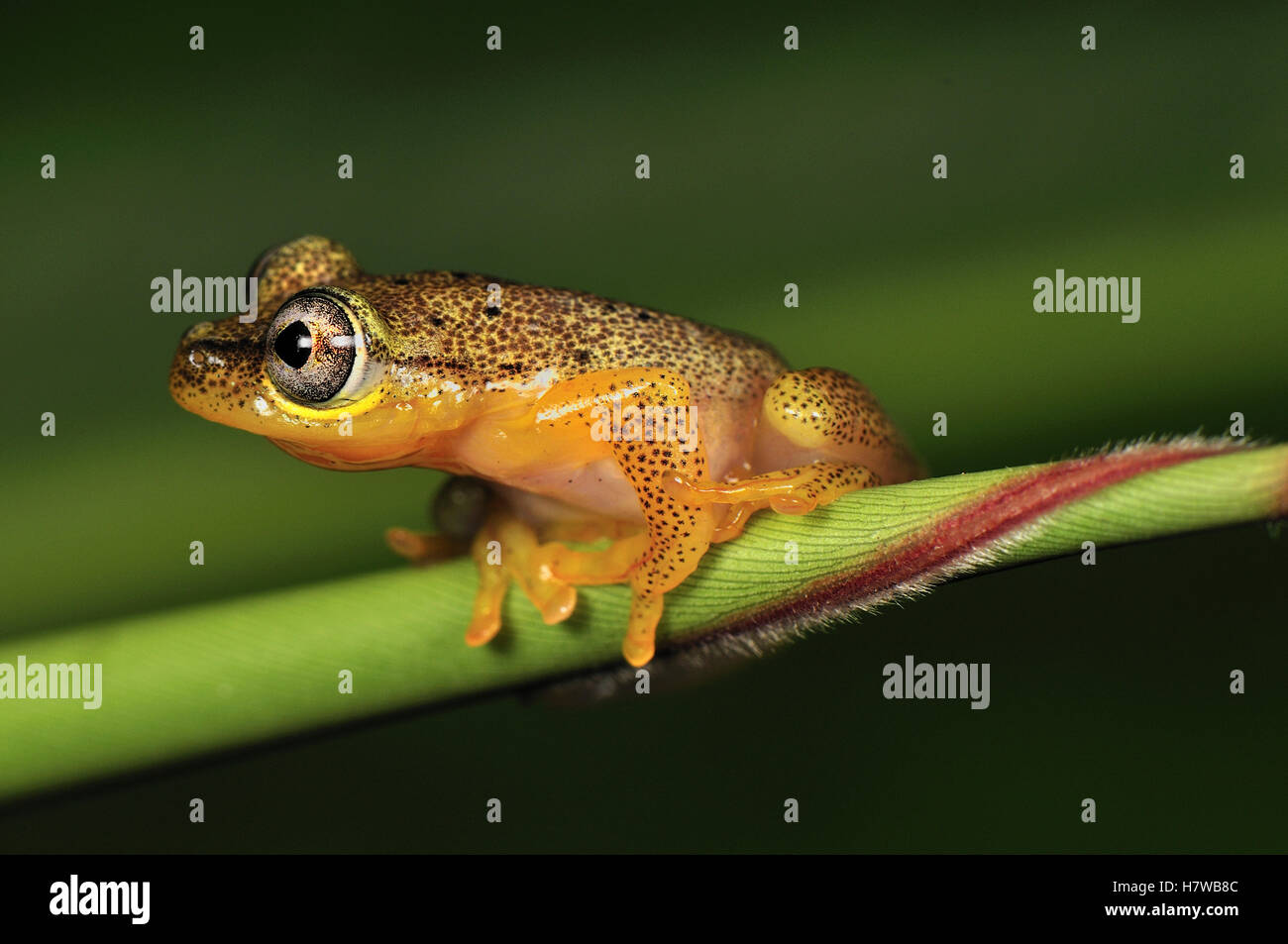 Spotted Madagascar Reed Frog (Heterixalus punctatus), Andasibe-Mantadia ...