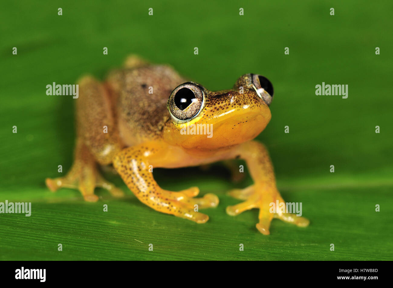 Spotted Madagascar Reed Frog (Heterixalus punctatus), Andasibe-Mantadia ...