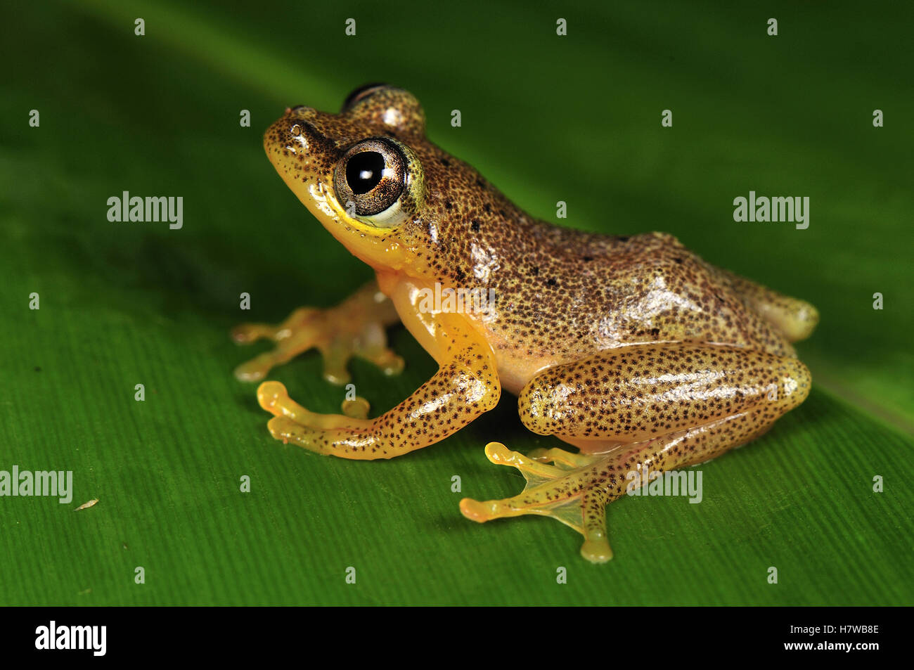 Spotted Madagascar Reed Frog (Heterixalus punctatus), Andasibe-Mantadia ...
