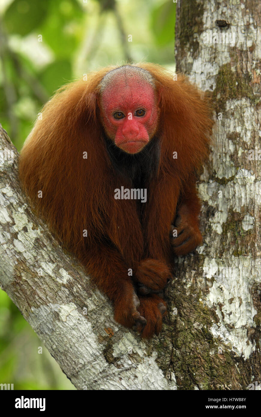 Red Bald-headed Uakari (Cacajao calvus rubicundus), Peru Stock Photo ...