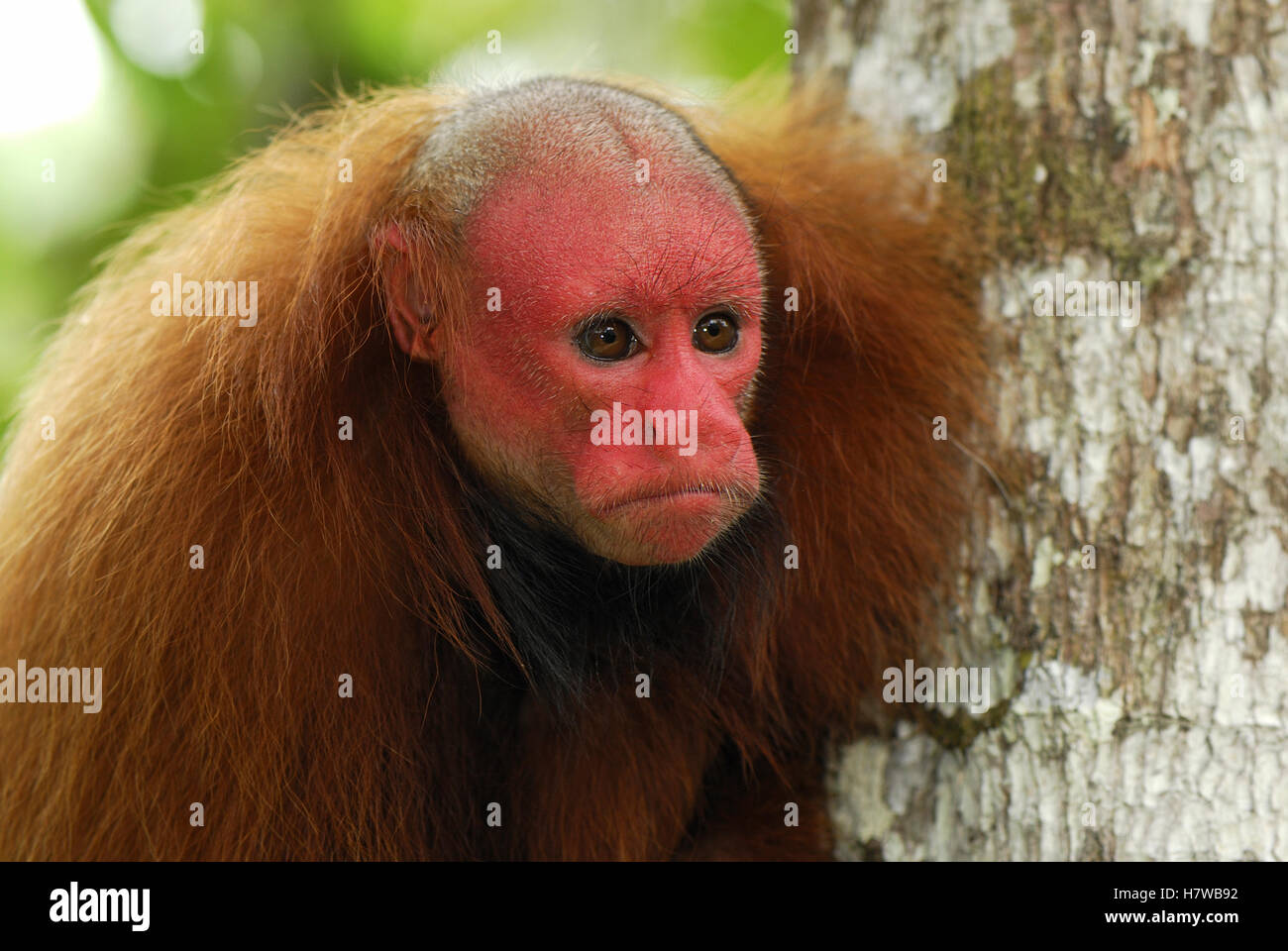 Red Bald-headed Uakari (Cacajao calvus rubicundus), Peru Stock Photo ...
