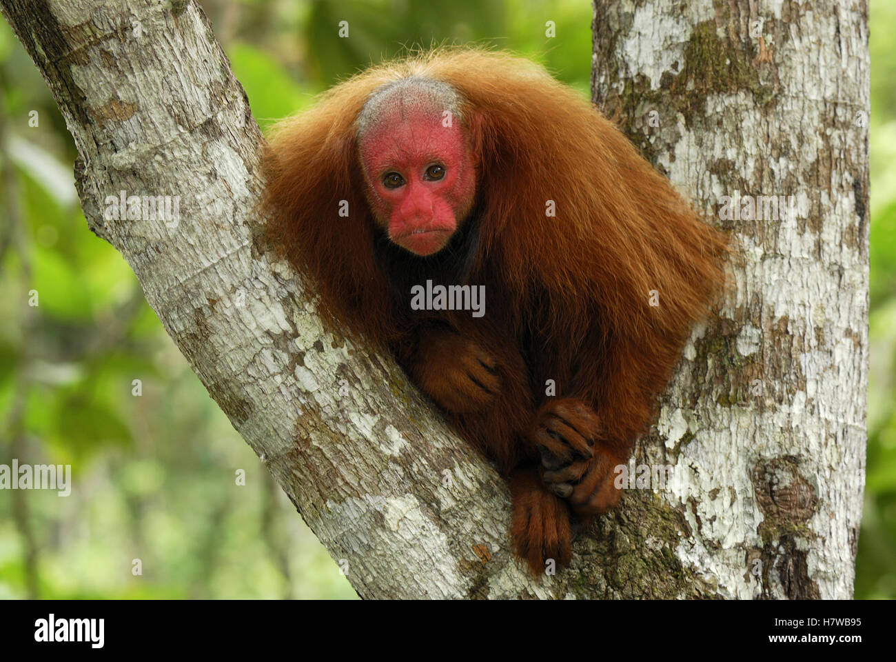 Red Bald-headed Uakari (Cacajao calvus rubicundus), Peru Stock Photo ...