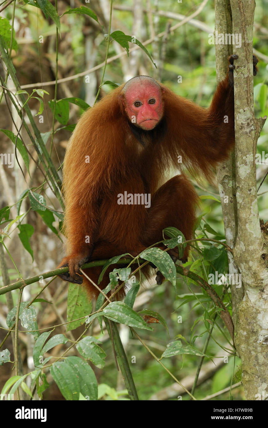 Red Bald-headed Uakari (Cacajao calvus rubicundus) sitting in tree ...