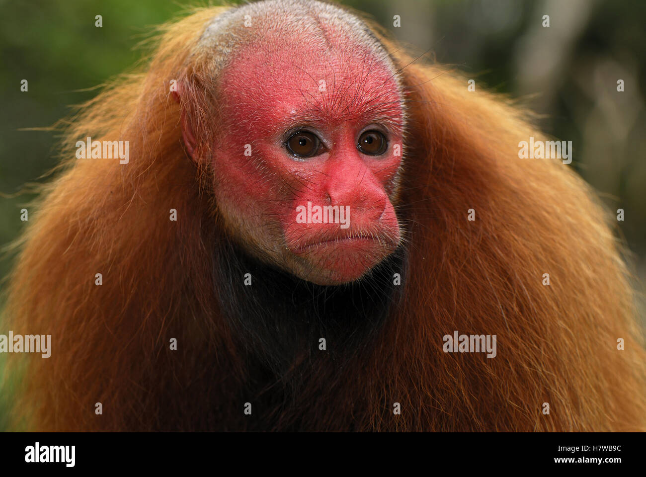 Red Bald-headed Uakari (Cacajao calvus rubicundus) portrait, Peru Stock ...
