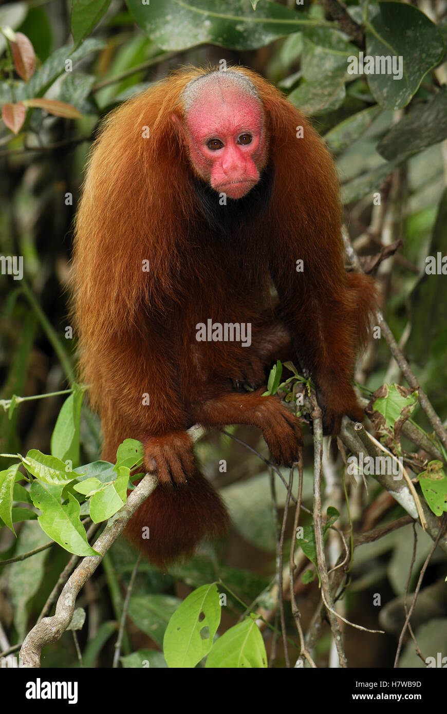 Red Bald-headed Uakari (Cacajao calvus rubicundus), Peru Stock Photo ...