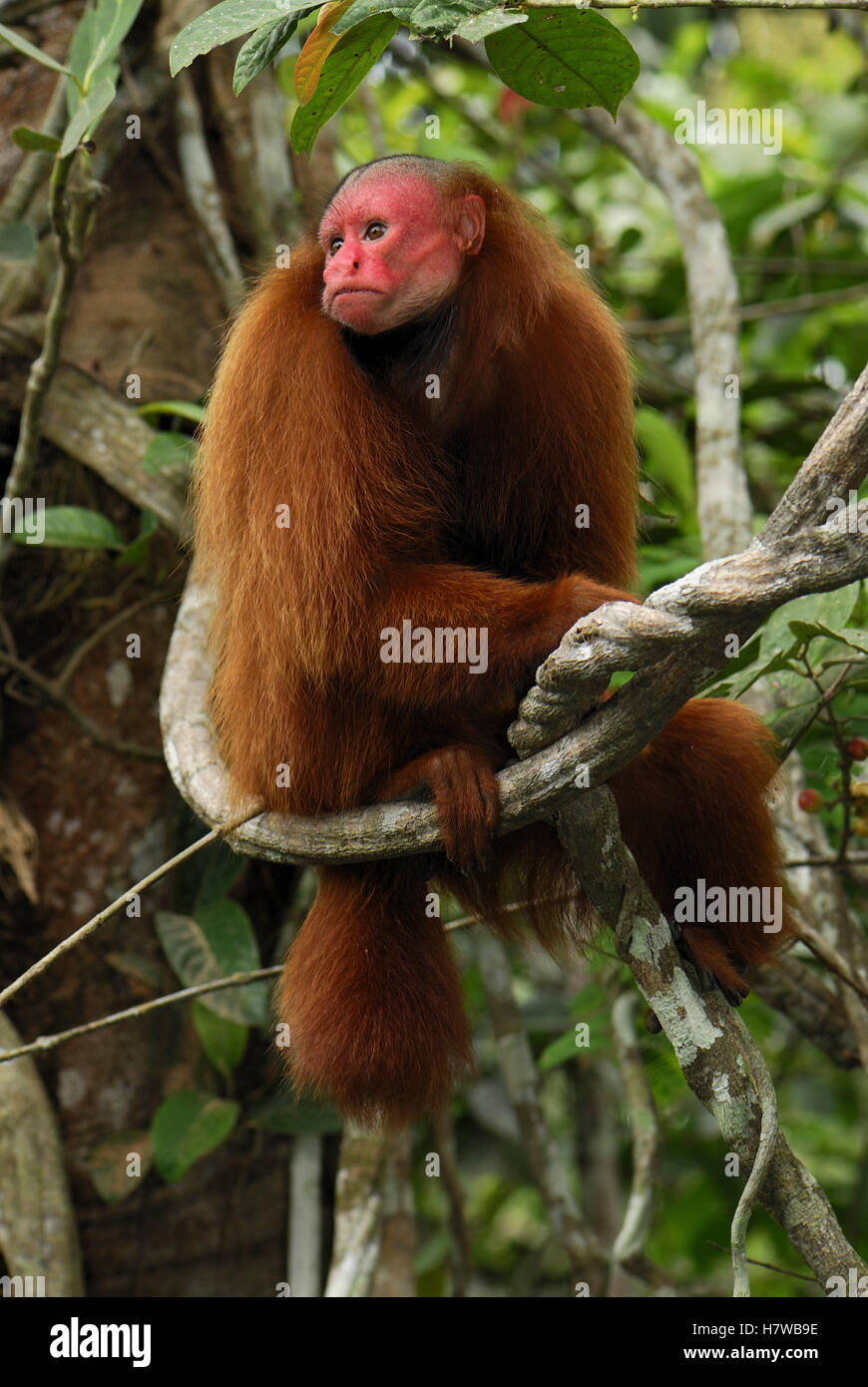 Red Bald-headed Uakari (Cacajao calvus rubicundus) sitting in tree ...