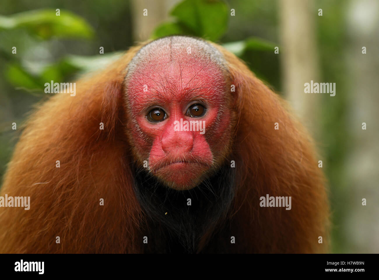 Red Bald-headed Uakari (Cacajao calvus rubicundus) portrait, Peru Stock ...