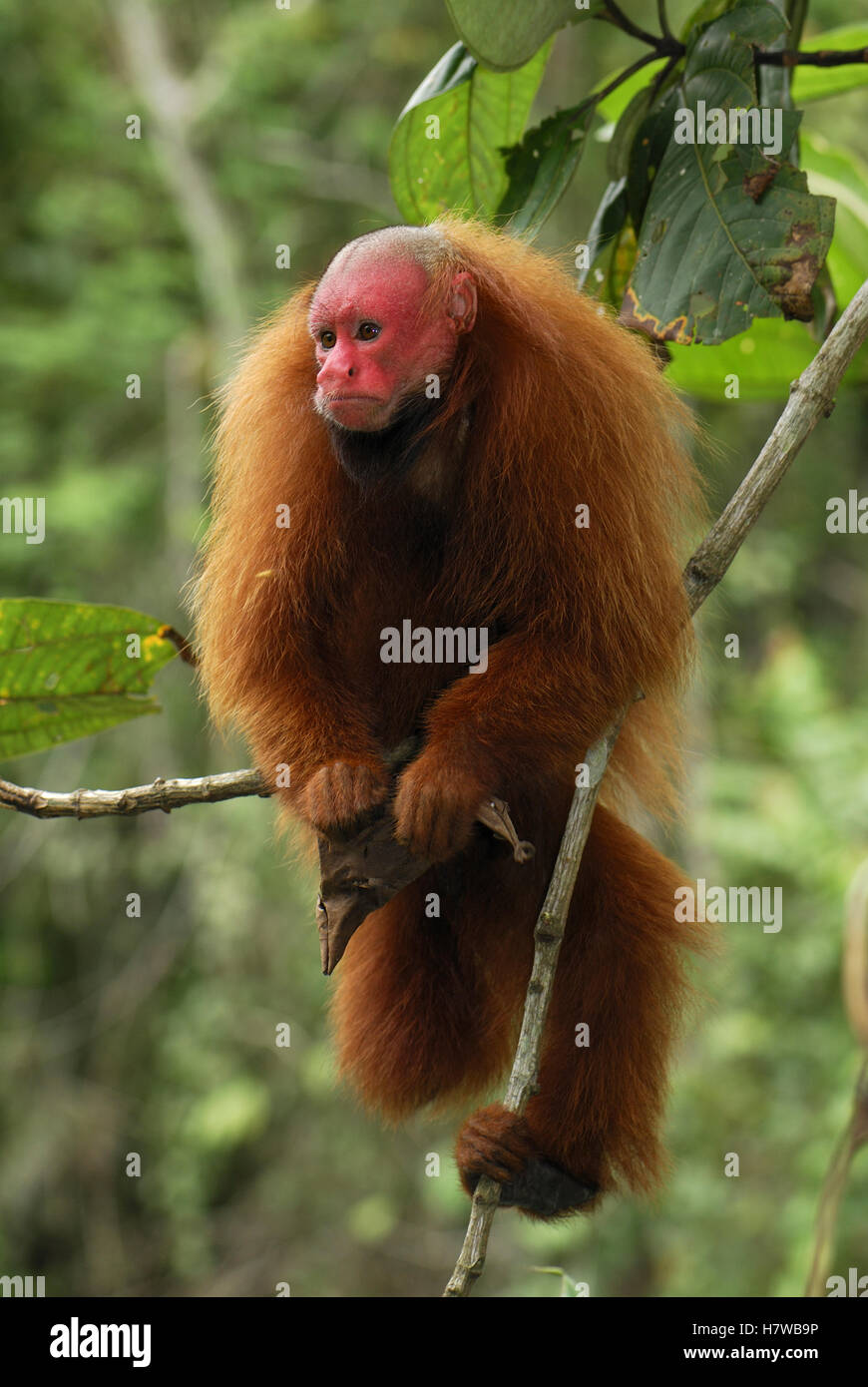 Red Bald-headed Uakari (Cacajao calvus rubicundus) sitting in tree ...