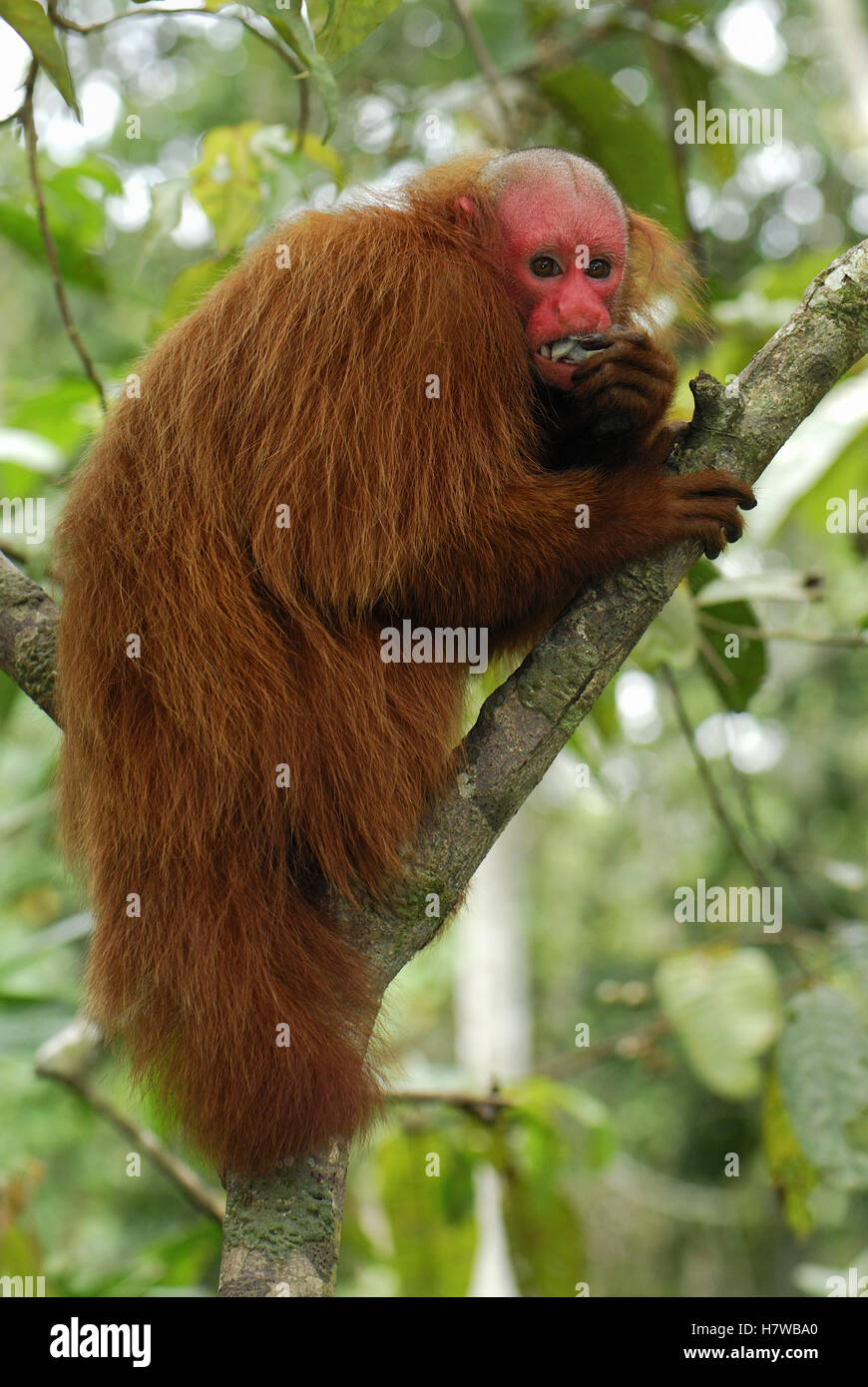 Red Bald-headed Uakari (Cacajao calvus rubicundus) eating, Peru Stock ...