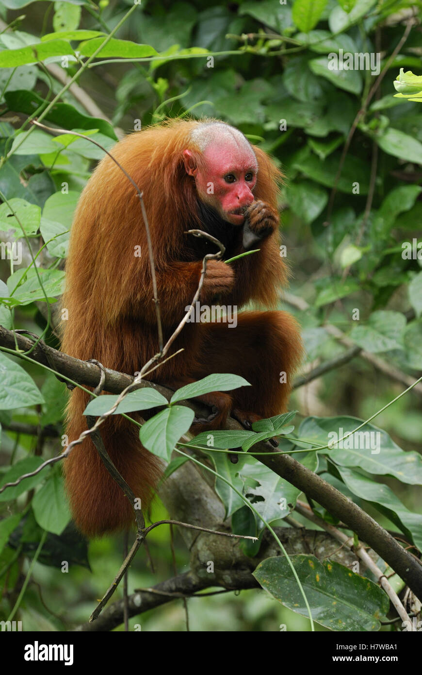 Red Bald-headed Uakari (Cacajao calvus rubicundus) eating, Peru Stock ...
