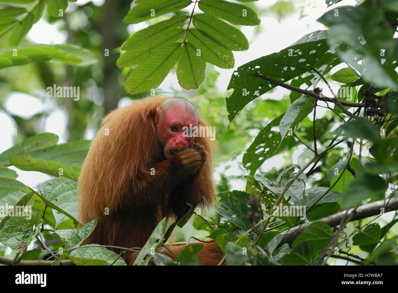 Red Bald-headed Uakari (Cacajao calvus rubicundus) eating in canopy ...