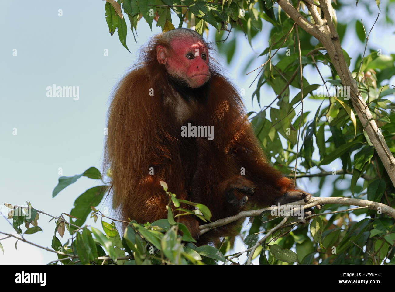 Red Bald-headed Uakari (Cacajao calvus rubicundus) sittin in canopy ...