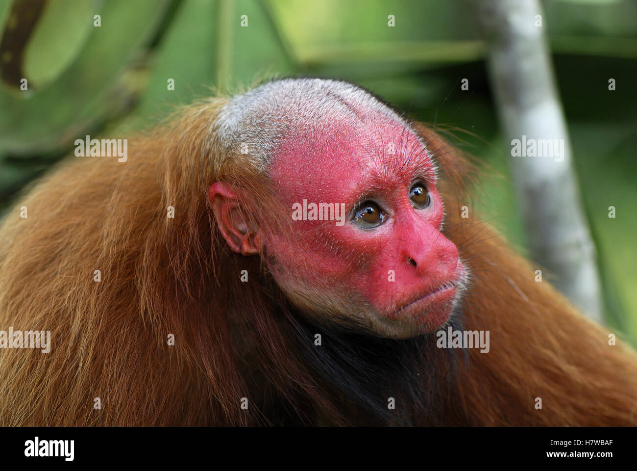 Red Bald-headed Uakari (Cacajao calvus rubicundus), Peru Stock Photo ...