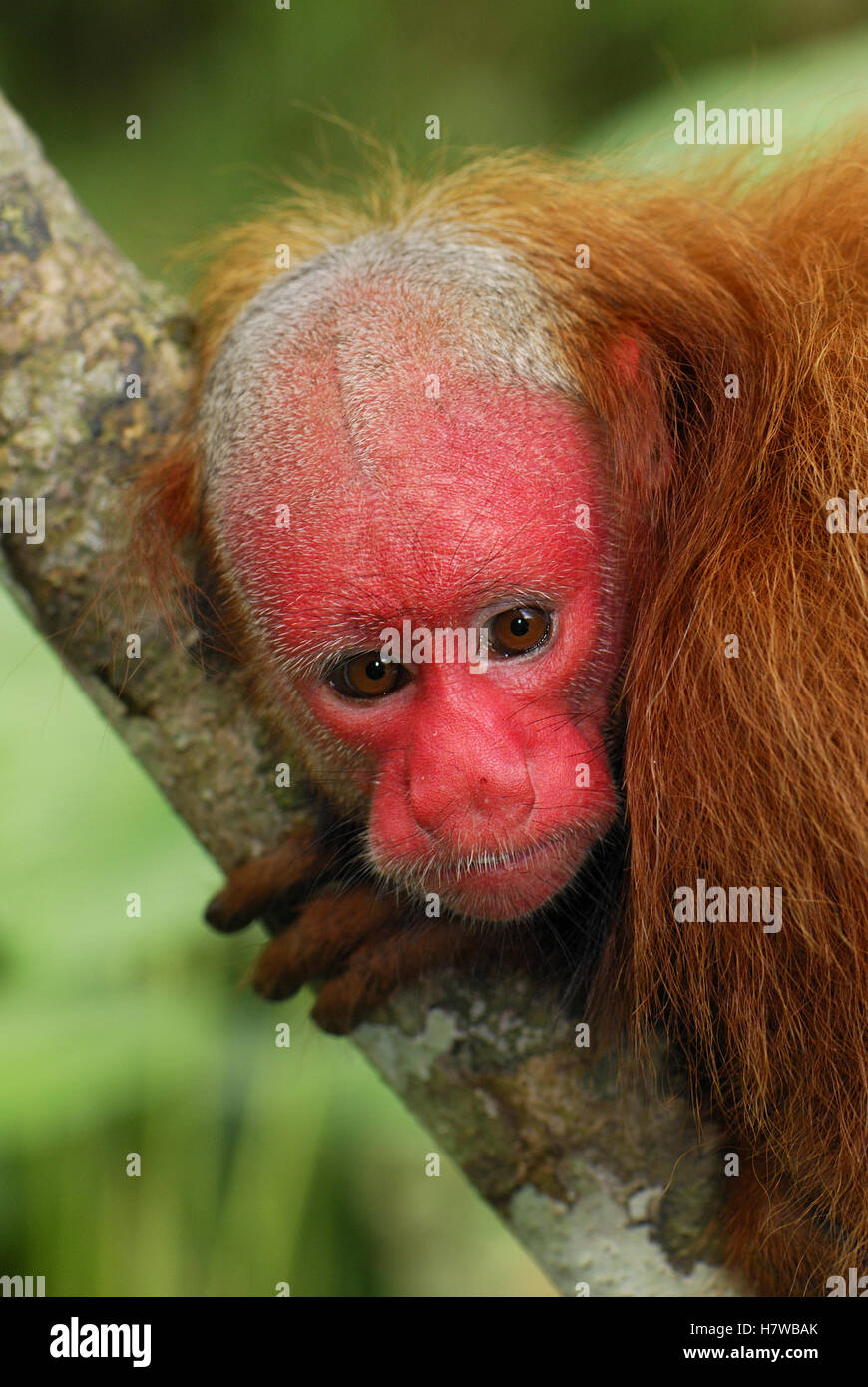 Red Bald-headed Uakari (Cacajao calvus rubicundus) portrait, Peru Stock ...