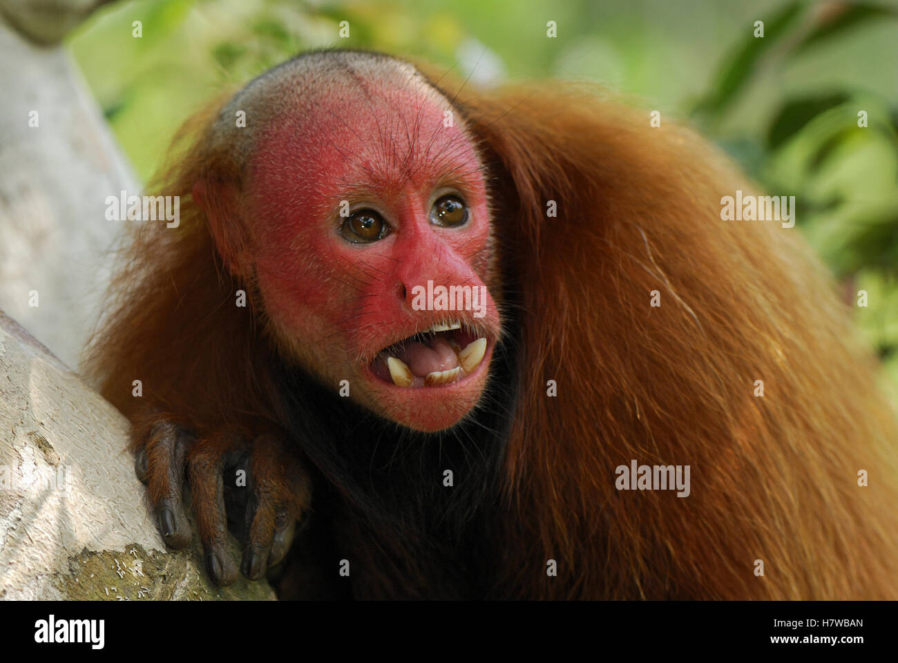 Red Bald-headed Uakari (Cacajao calvus rubicundus) calling, Peru Stock ...