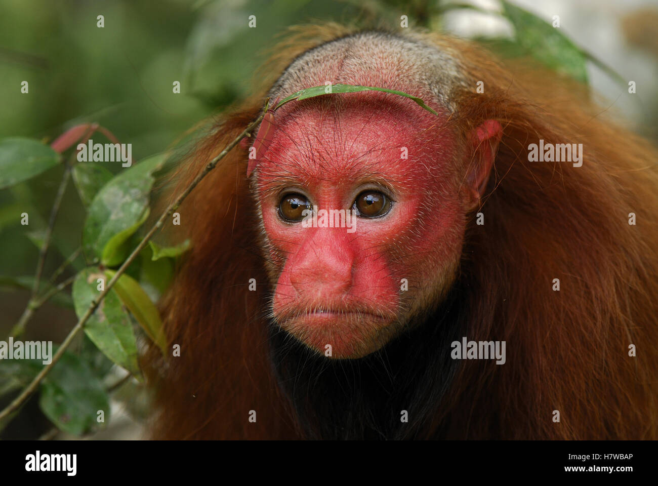Red Bald-headed Uakari (Cacajao calvus rubicundus) portrait, Peru Stock ...
