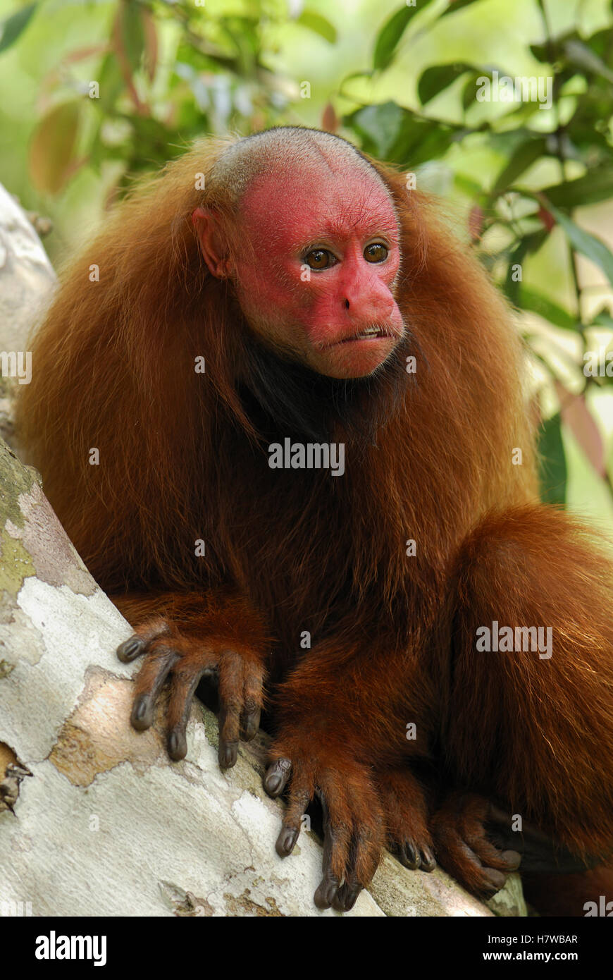 Red Bald-headed Uakari (Cacajao calvus rubicundus), Peru Stock Photo ...