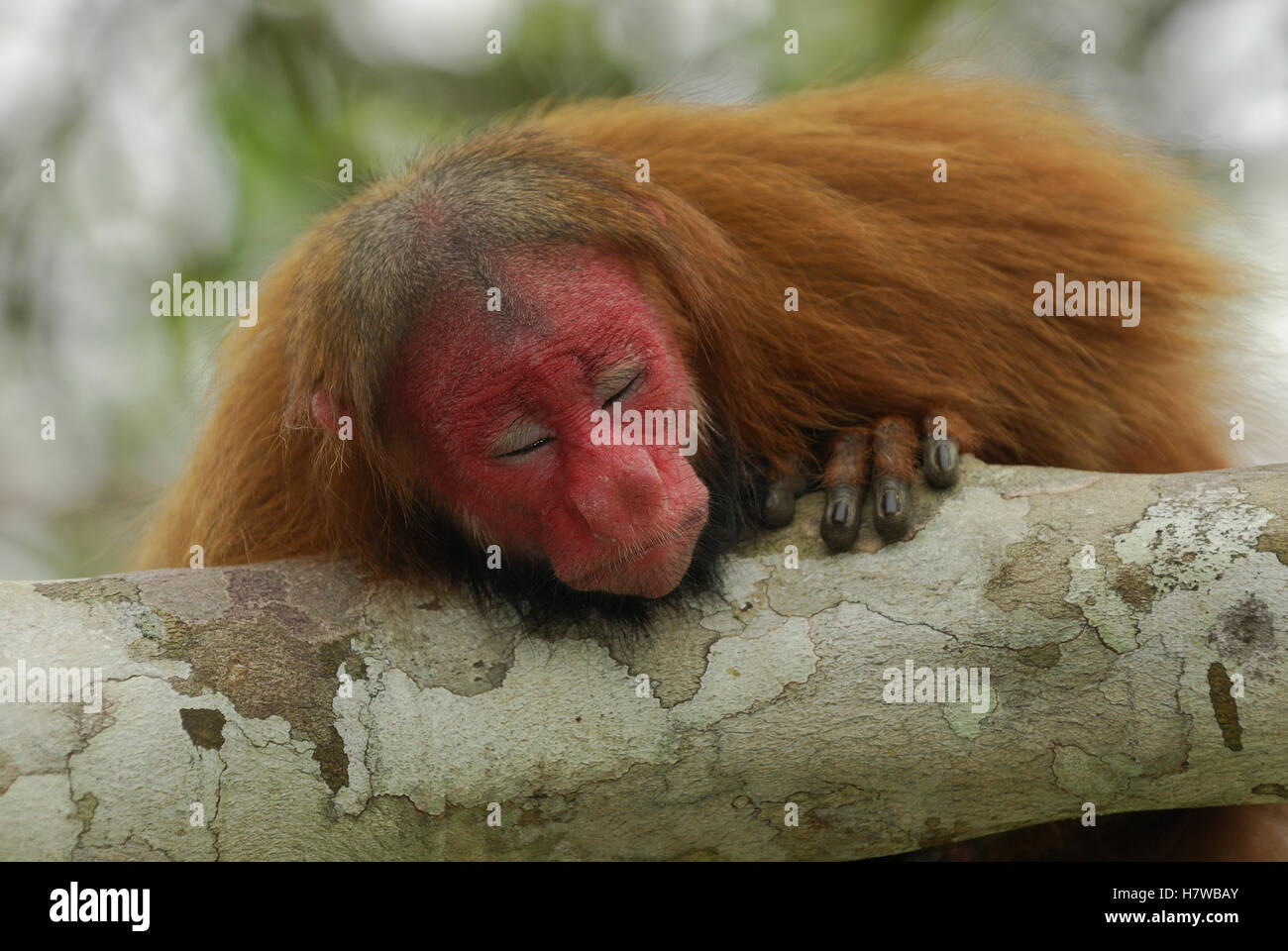 Red Bald-headed Uakari (Cacajao calvus rubicundus) sleeping, Peru Stock ...