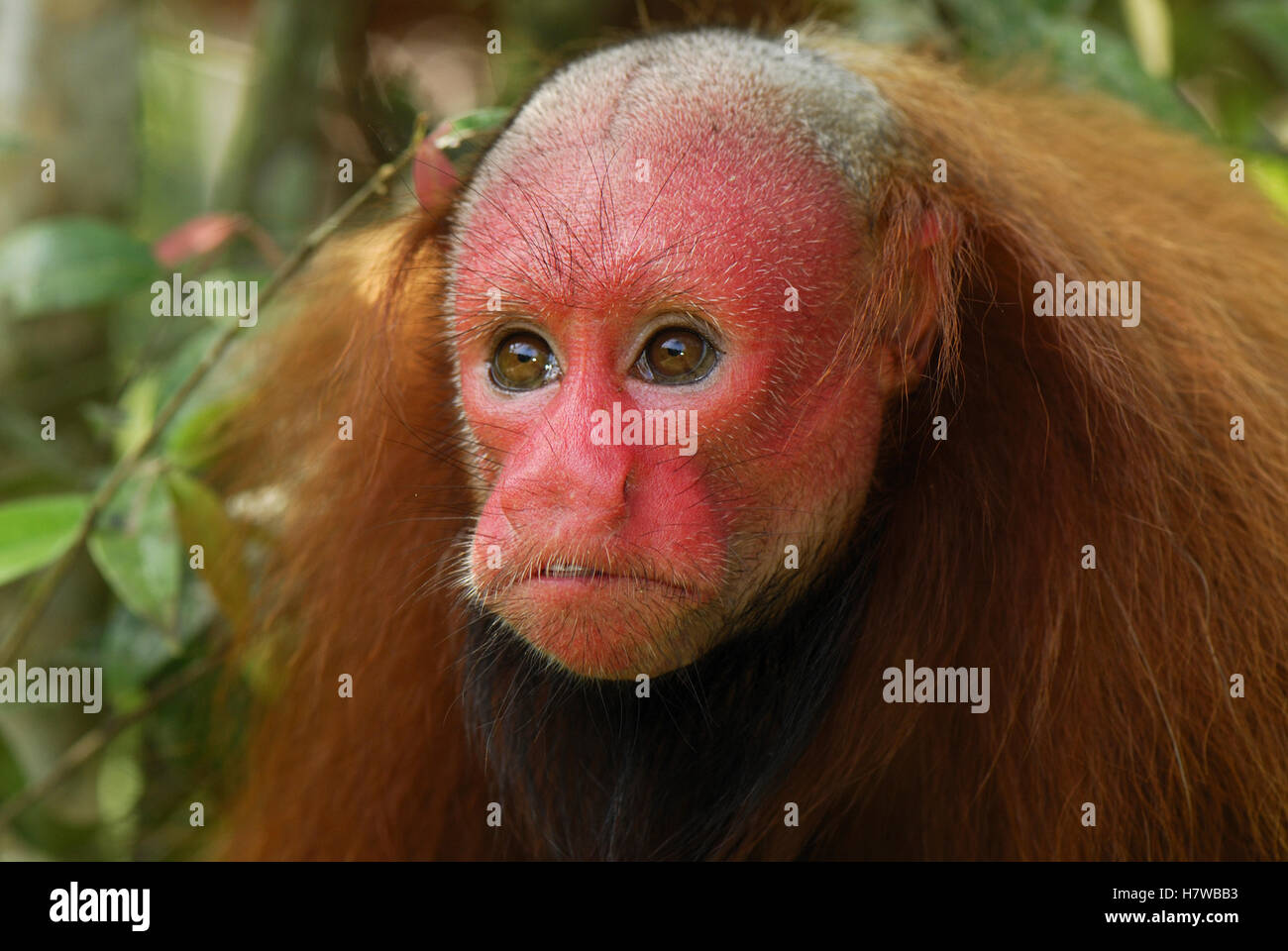 Red Bald-headed Uakari (Cacajao calvus rubicundus) portrait, Peru Stock ...