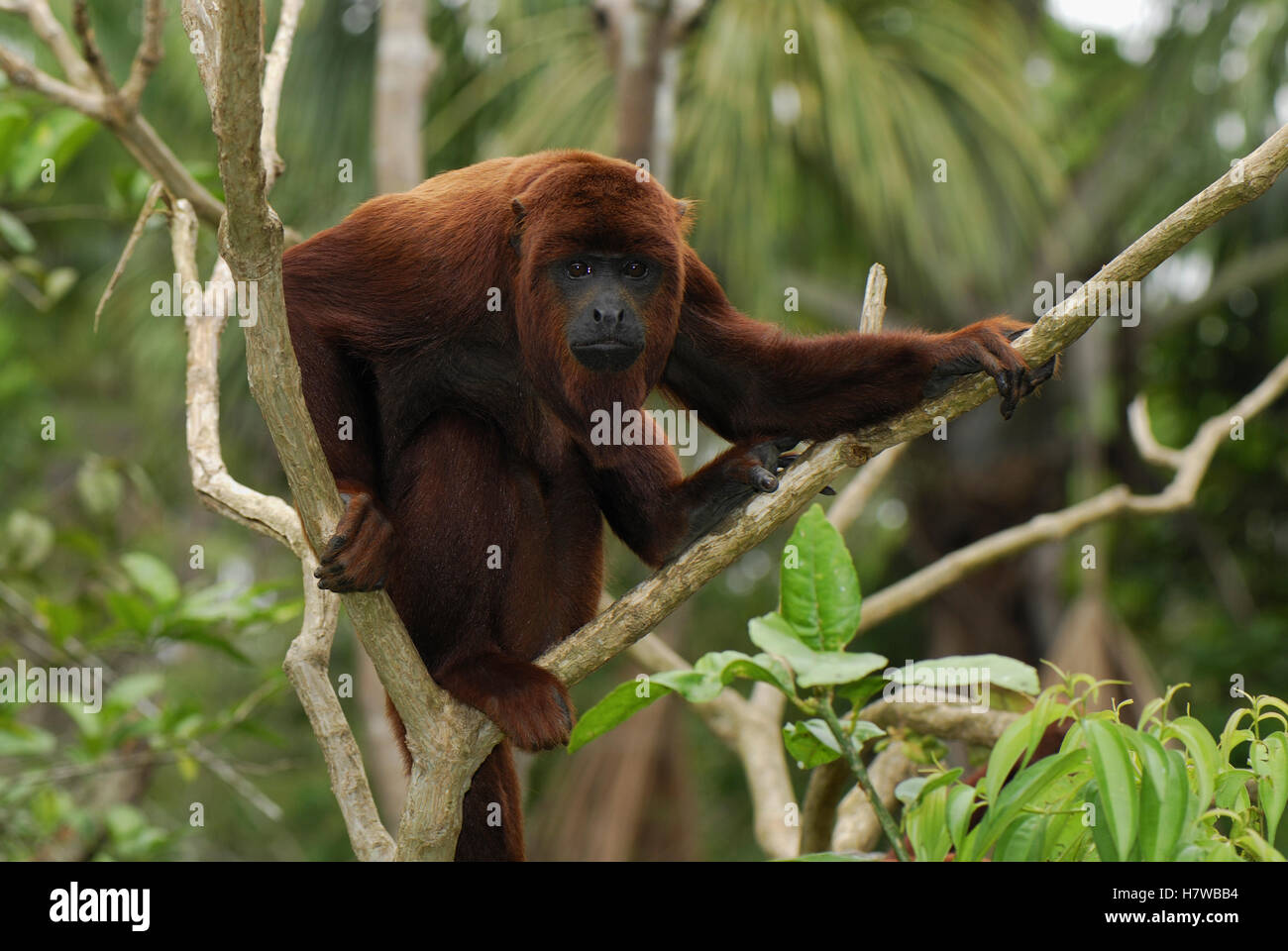 Red Howler Monkey (Alouatta seniculus) sitting in tree, Peru Stock ...